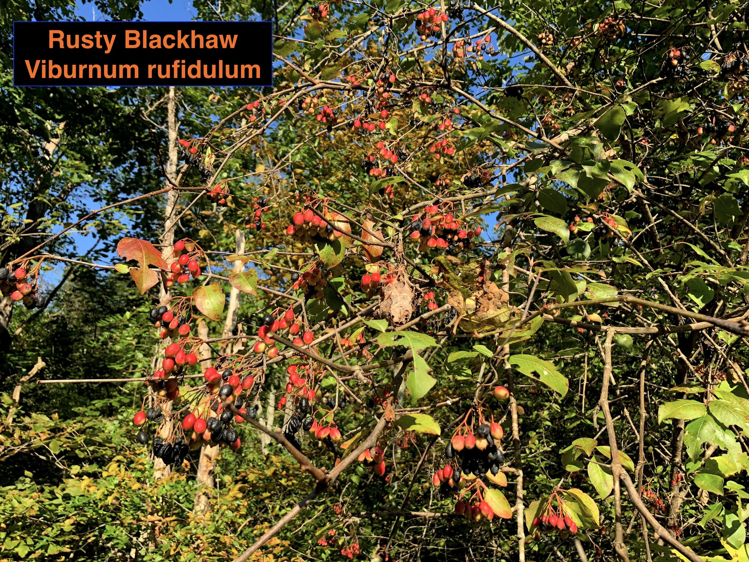 The Myth of the Thicket-less Prairie — Indigenous Landscapes