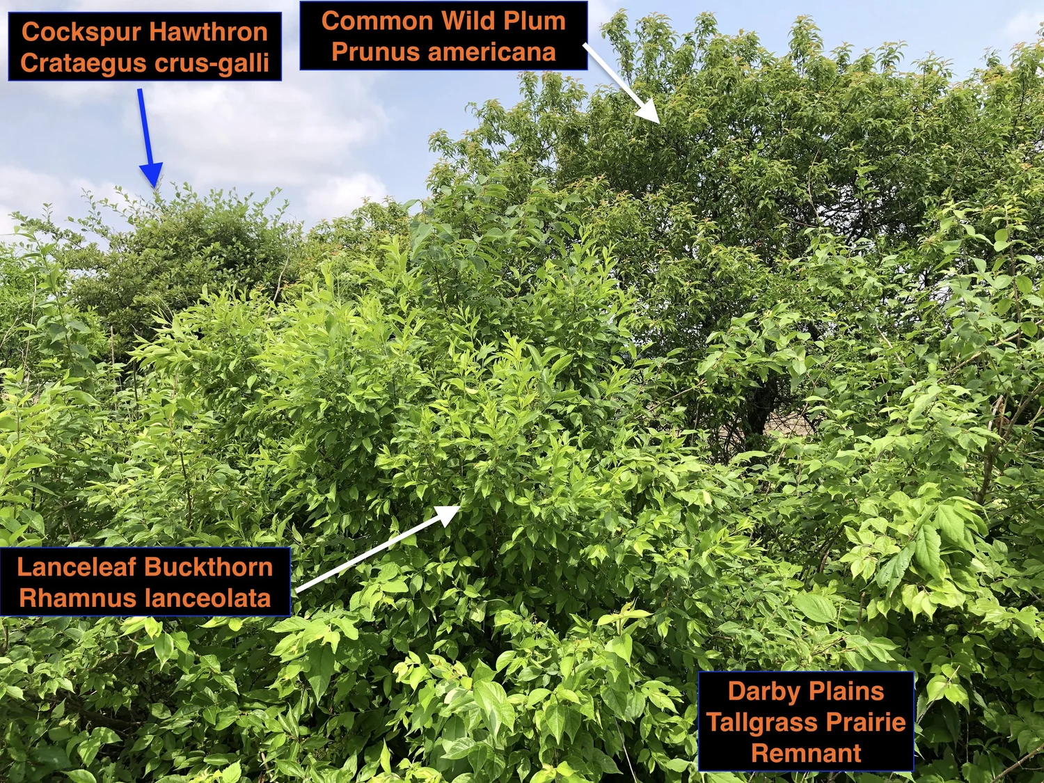 The Myth of the Thicket-less Prairie — Indigenous Landscapes