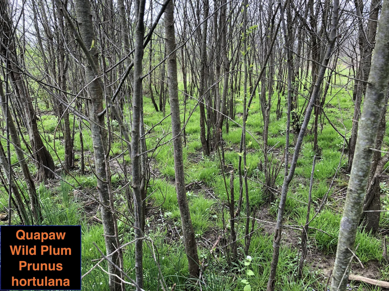 The Myth of the Thicket-less Prairie — Indigenous Landscapes