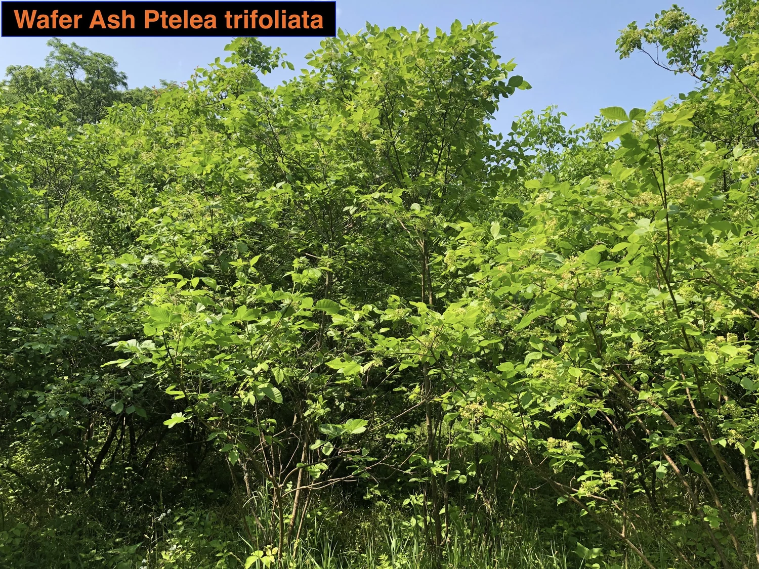 The Myth of the Thicket-less Prairie — Indigenous Landscapes