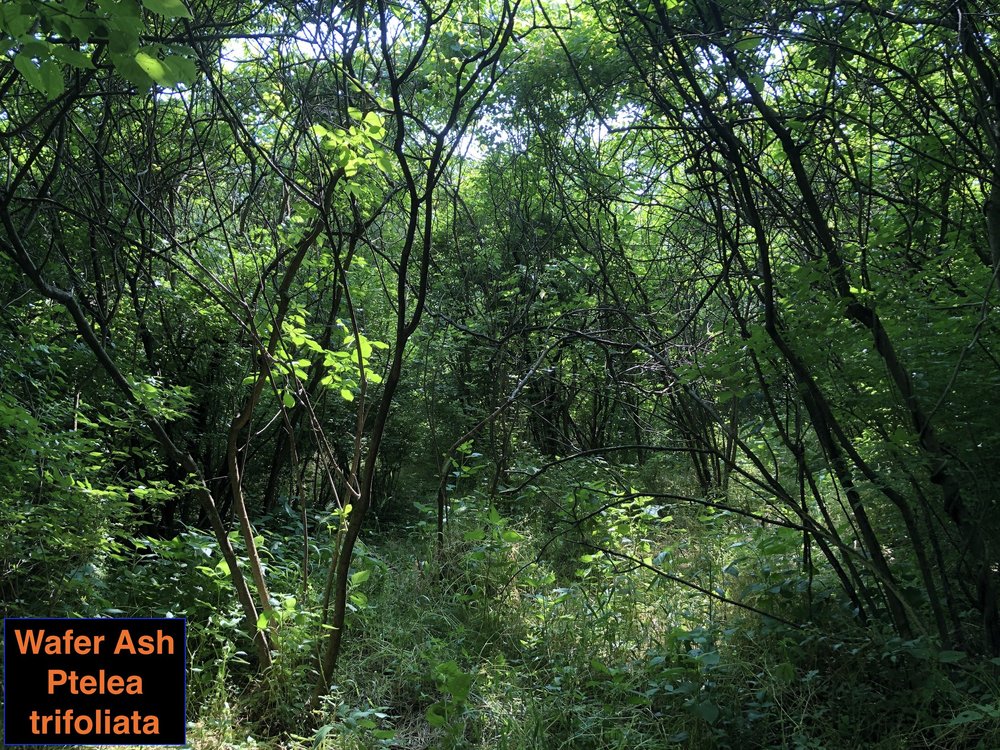 The Myth of the Thicket-less Prairie — Indigenous Landscapes