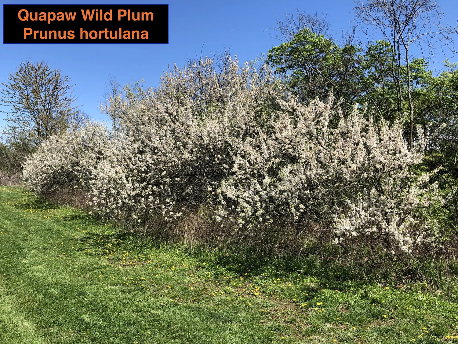 The Myth of the Thicket-less Prairie — Indigenous Landscapes
