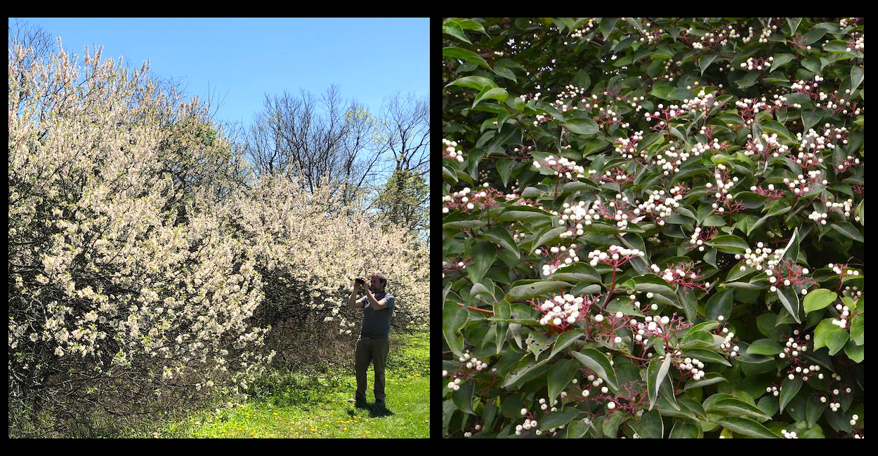 The Myth of the Thicket-less Prairie — Indigenous Landscapes