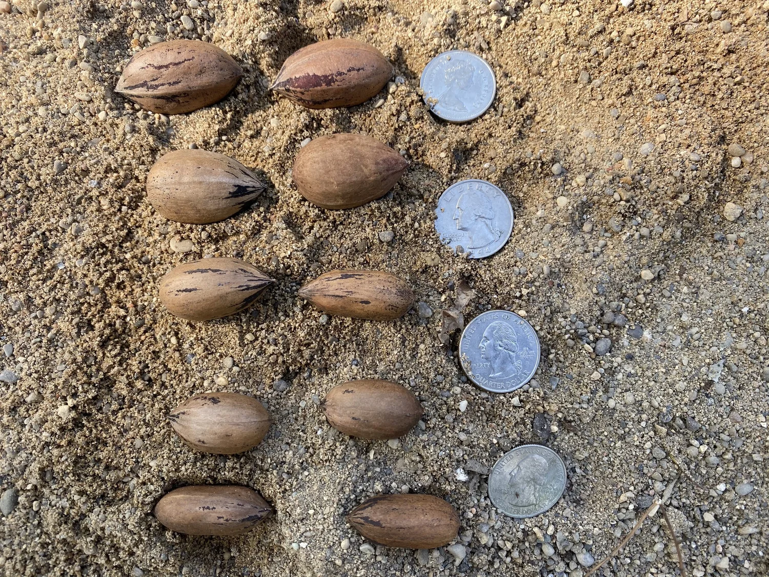 Northern Adapted Pecan, Persimmon, and Passionflowers — Indigenous ...