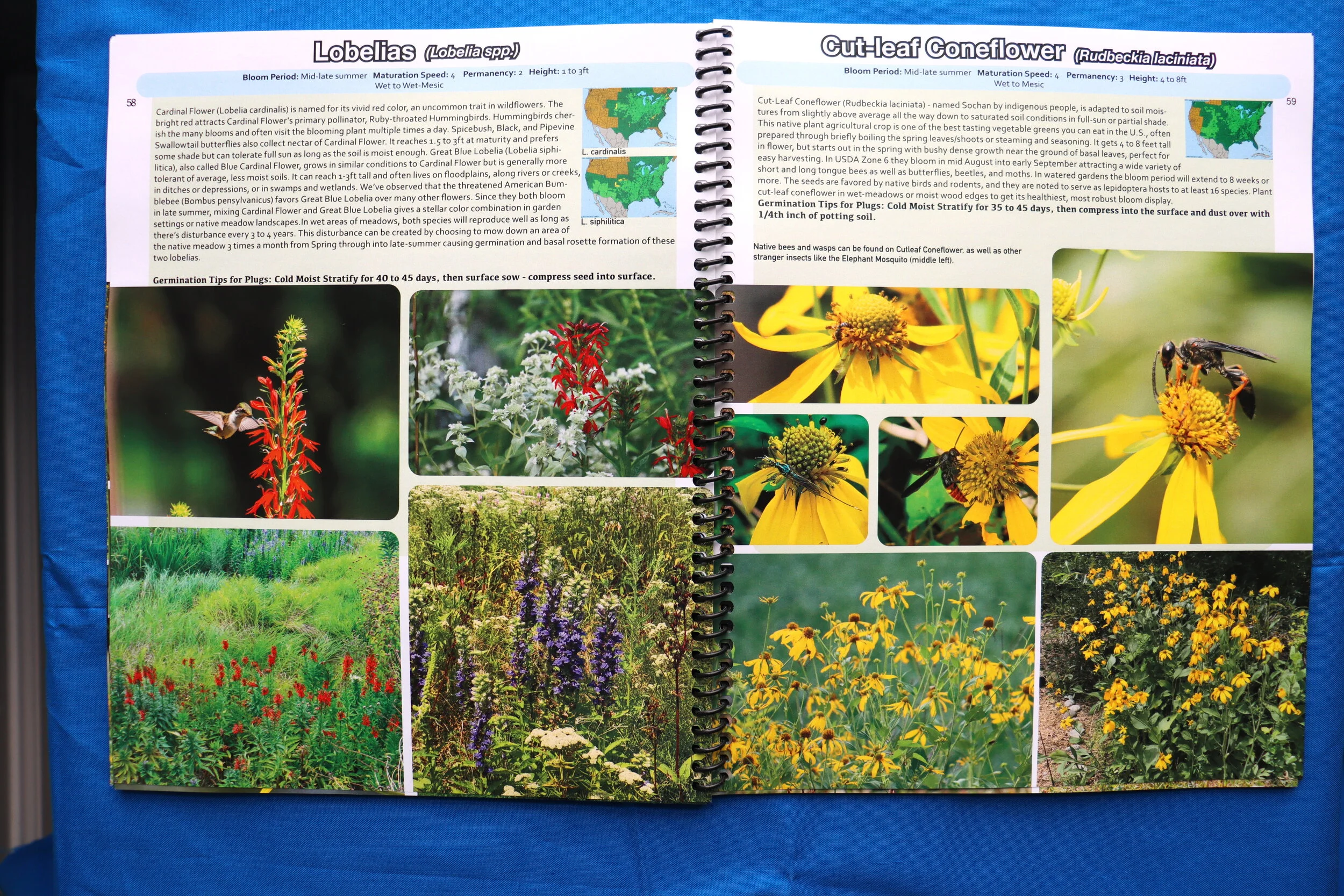 Native Meadowscaping Book — Indigenous Landscapes