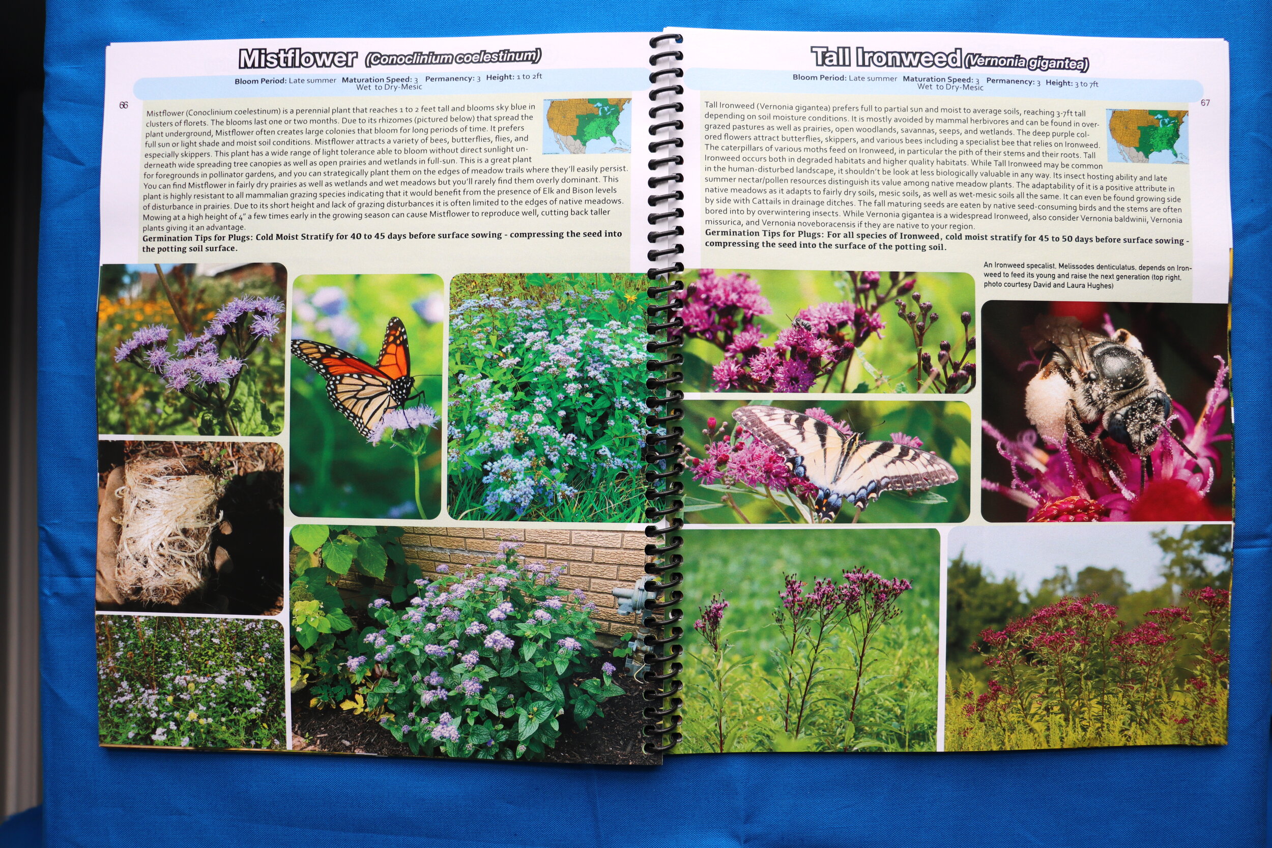Native Meadowscaping Book — Indigenous Landscapes