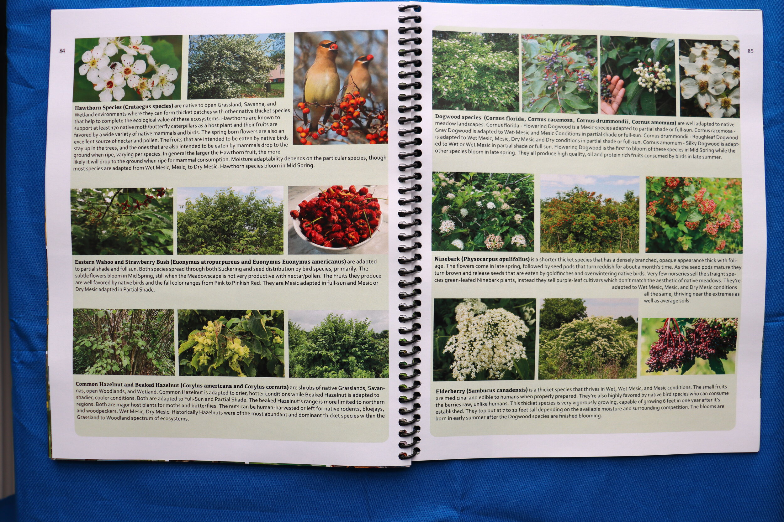 Native Meadowscaping Book — Indigenous Landscapes