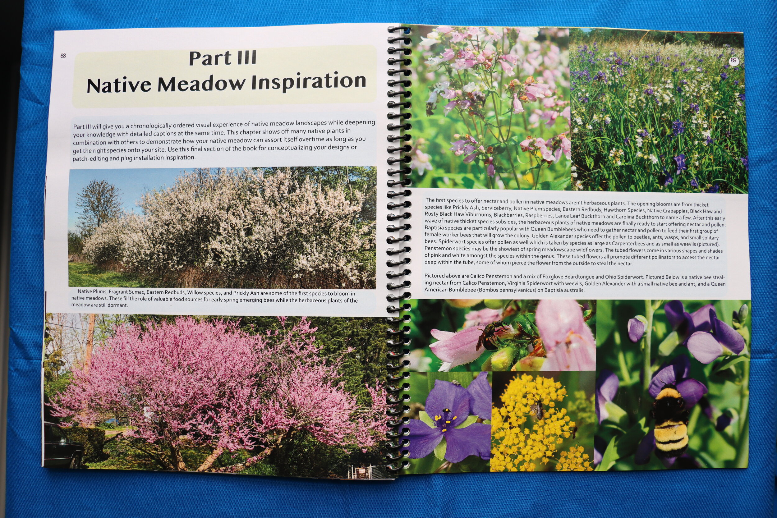 Native Meadowscaping Book — Indigenous Landscapes