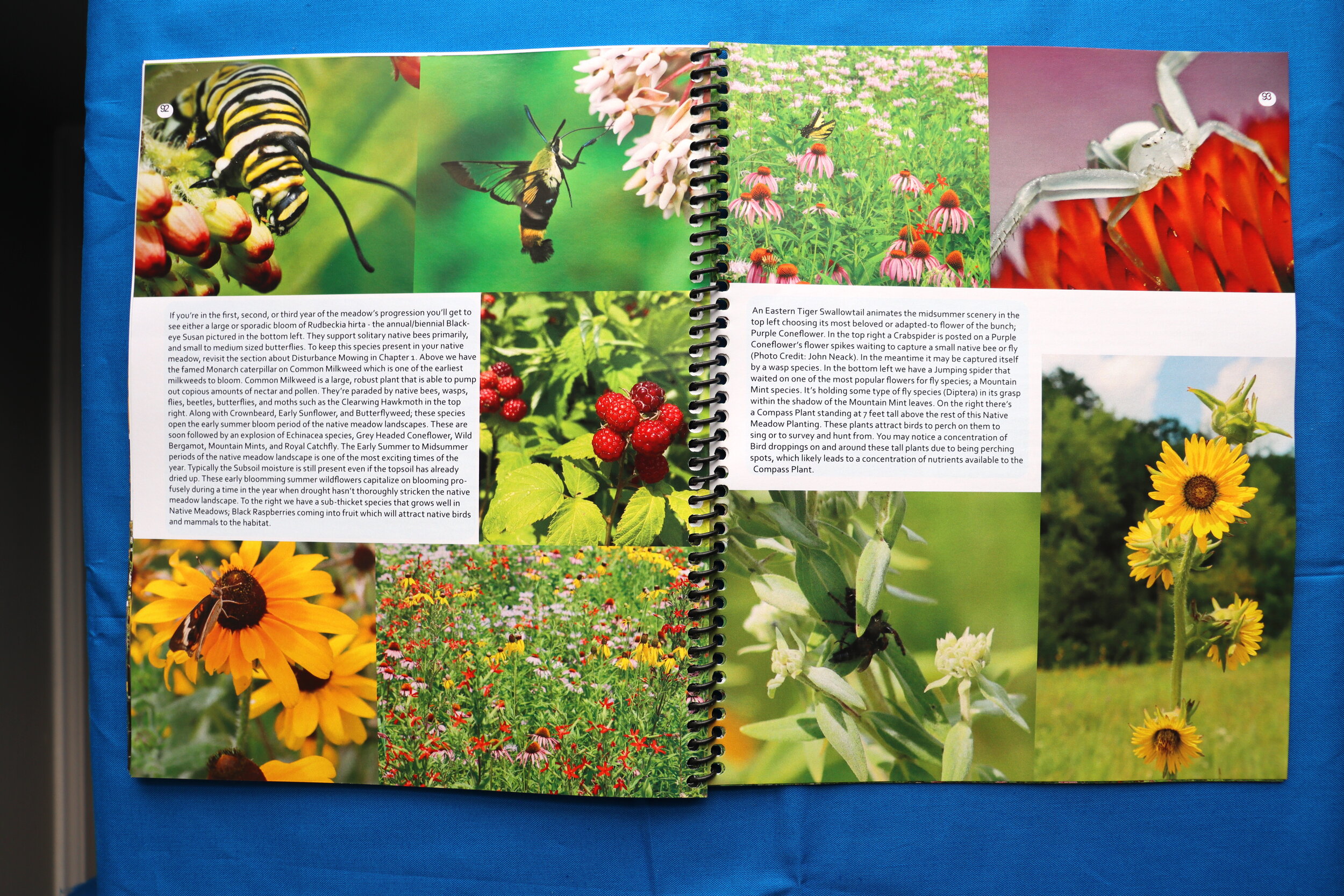 Native Meadowscaping Book — Indigenous Landscapes