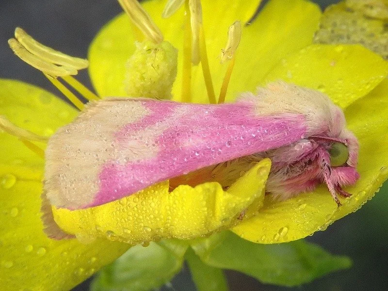 Grow Native Vegetables - Evening Primrose by Author Solomon Gamboa ...
