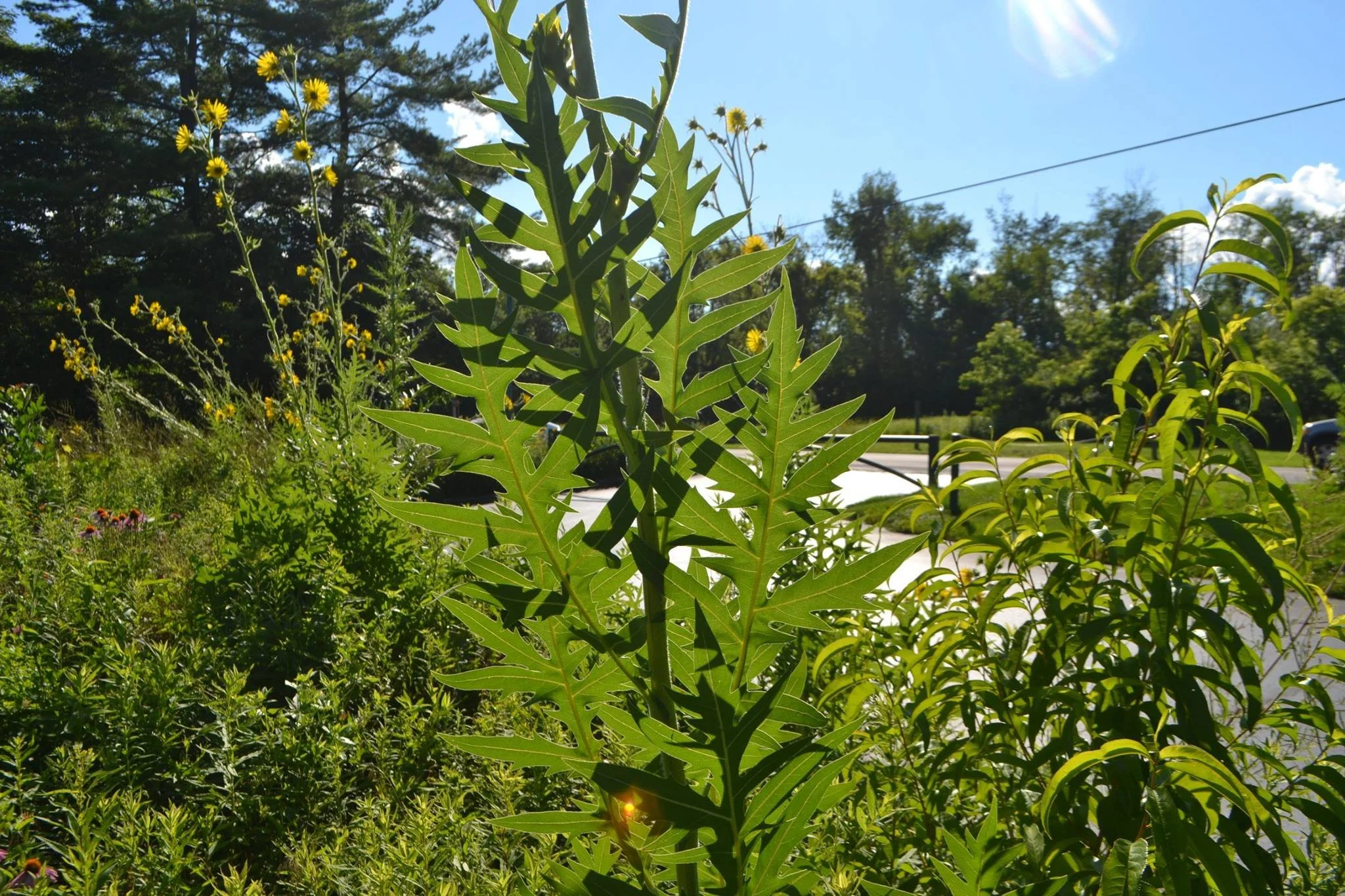 A Compass Plant Profile from Author Solomon Gamboa — Indigenous Landscapes