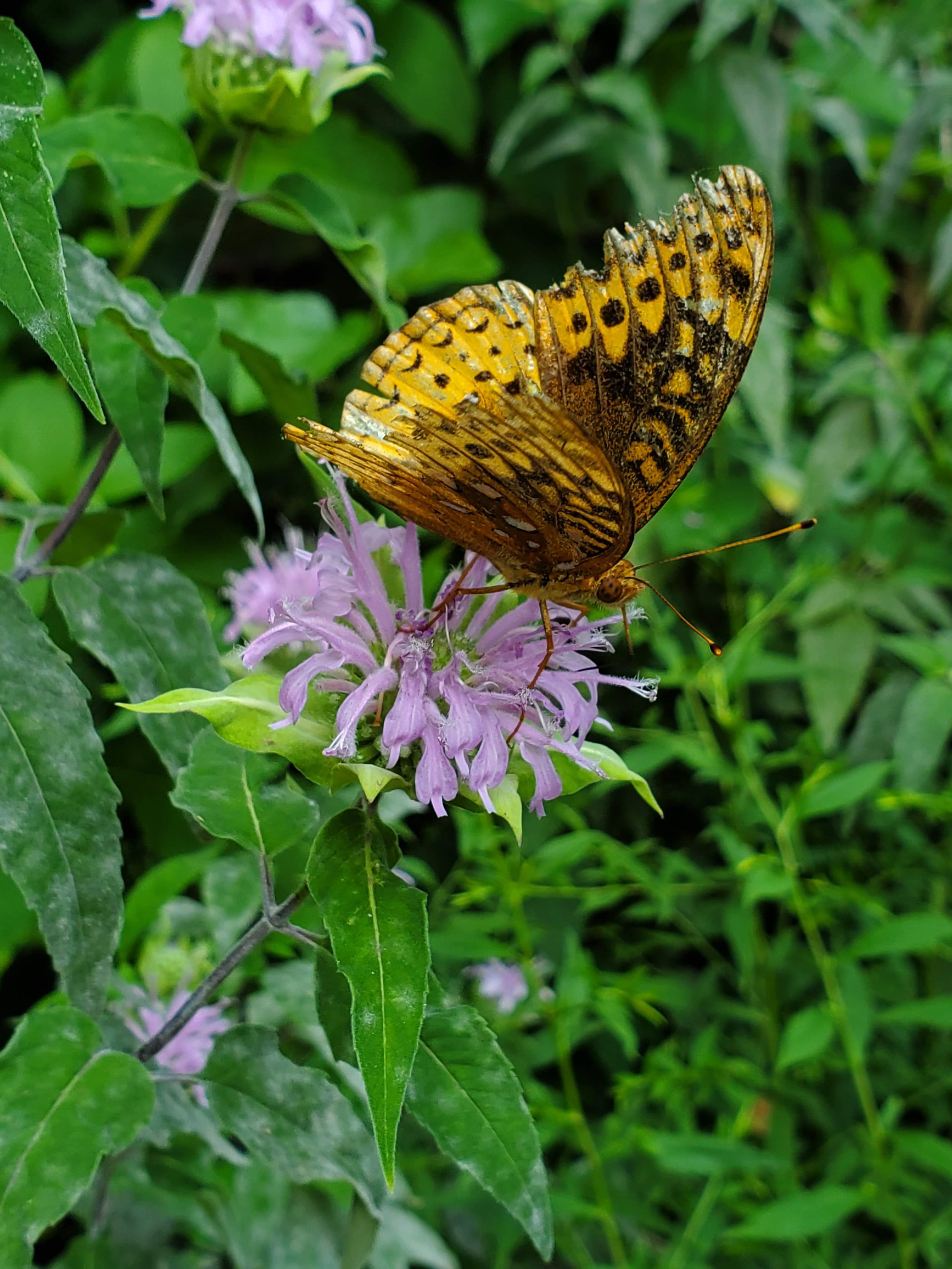 Learn about Wild Bergamot with Author Solomon Gamboa — Indigenous ...