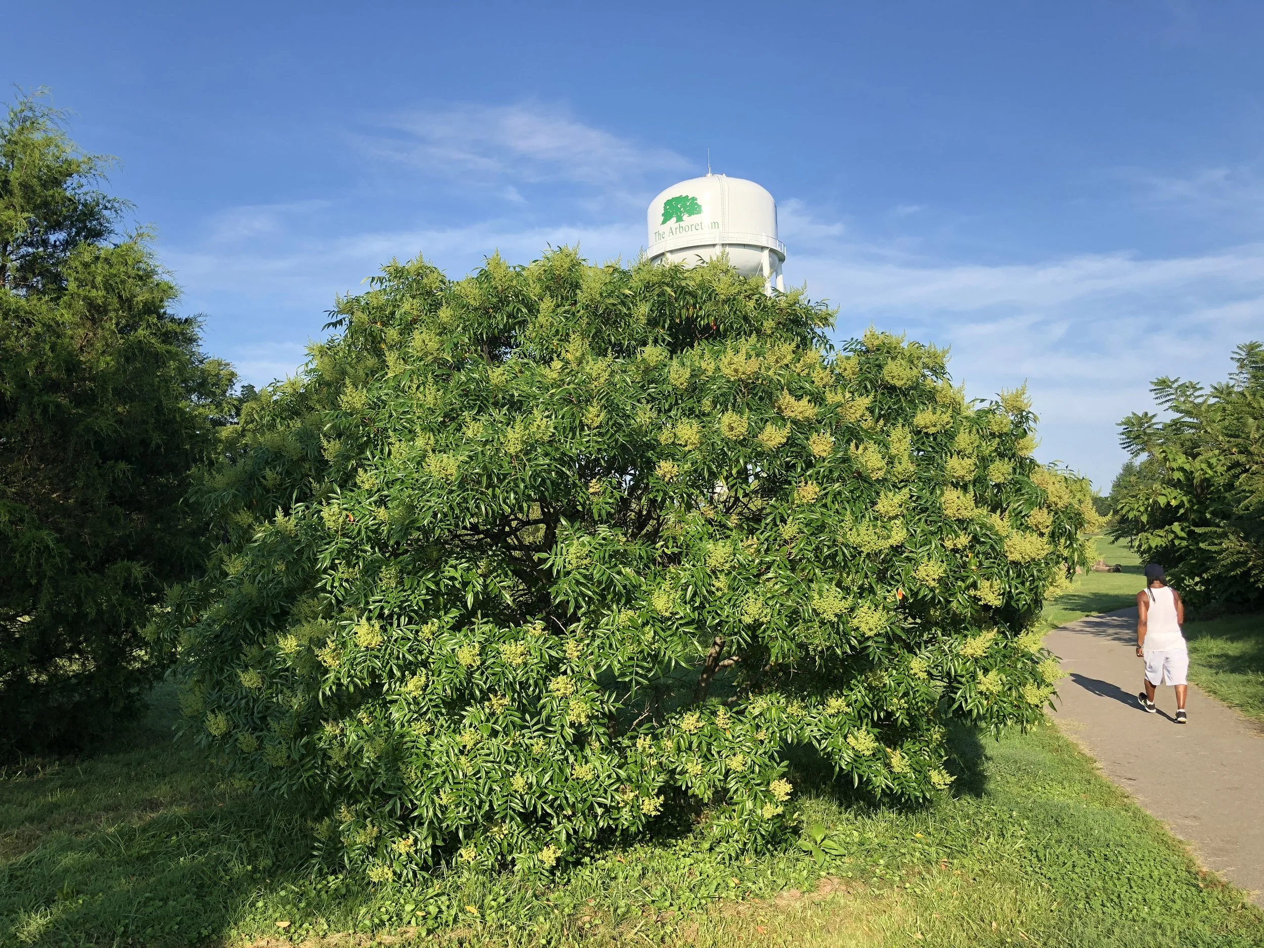 Pollinator Traffic on Smooth Sumac - Rhus glabra — Indigenous Landscapes