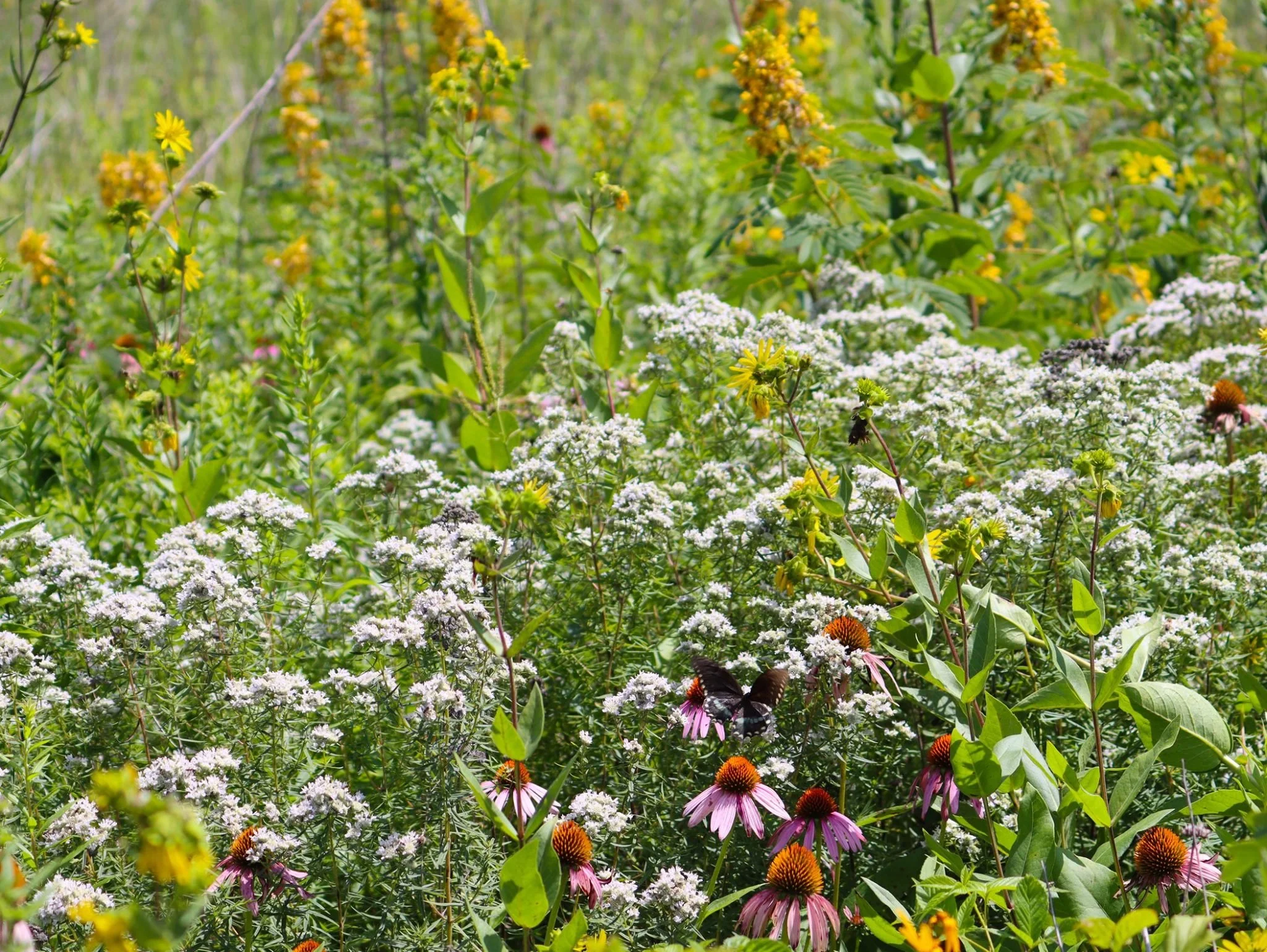 More About our Native Seed Mixes — Indigenous Landscapes
