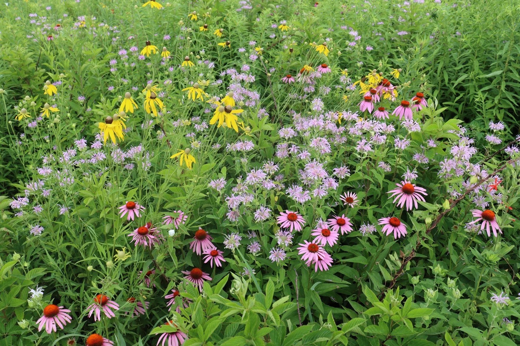 Native Meadow Installations — Indigenous Landscapes