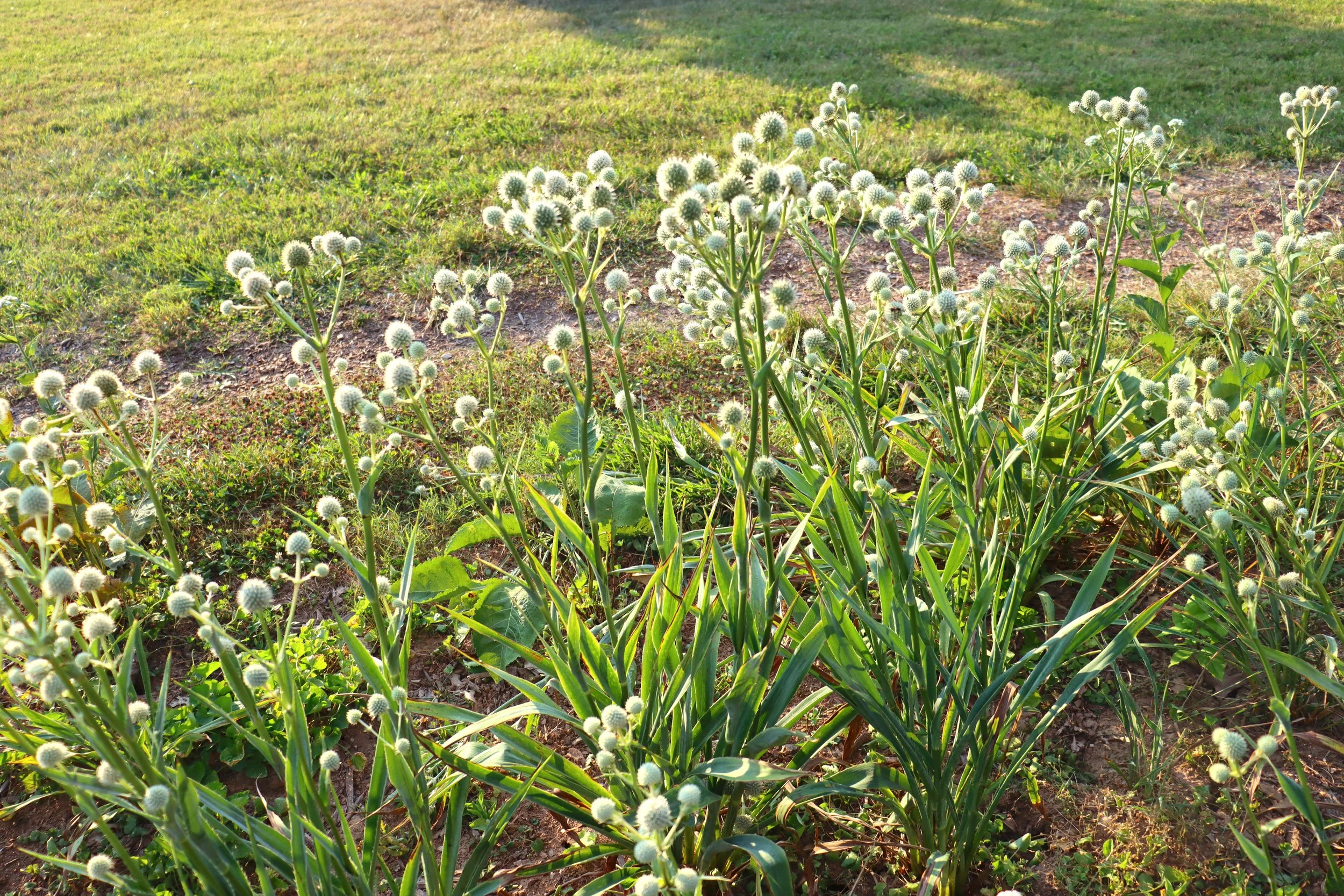 How and Why to Establish a Patch of Rattlesnake Master — Indigenous ...