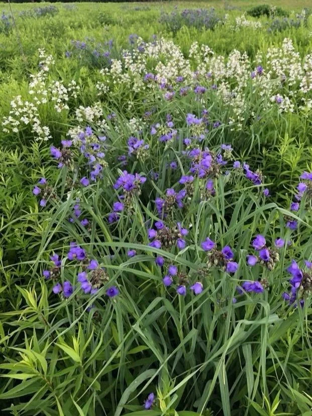 More About our Native Seed Mixes — Indigenous Landscapes