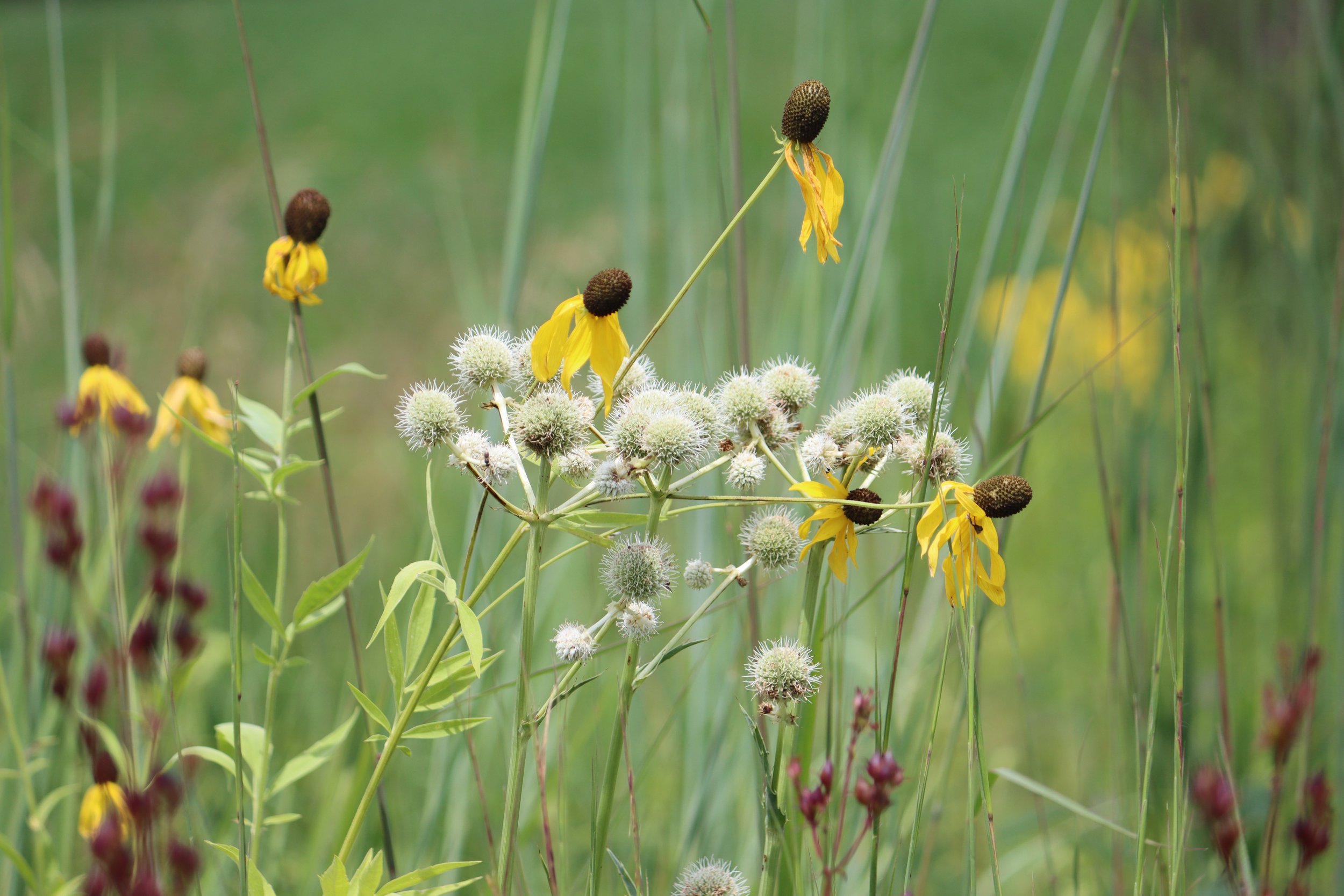 About Our Native Seed Mixes — Indigenous Landscapes