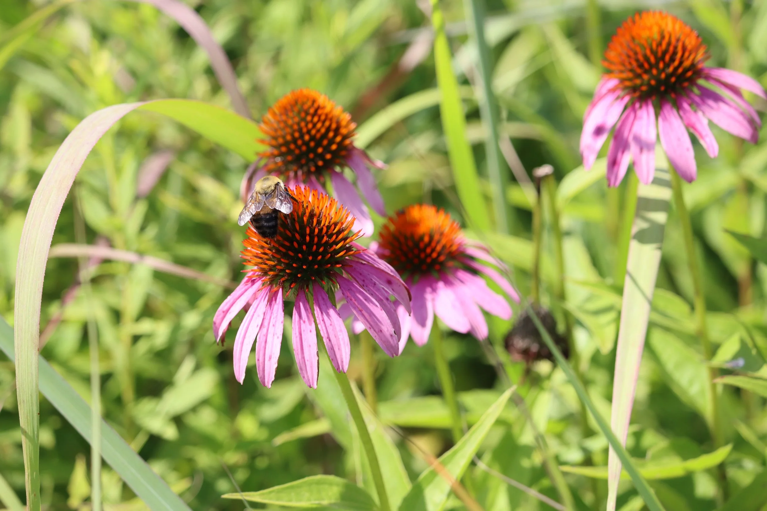 About Our Native Seed Mixes — Indigenous Landscapes