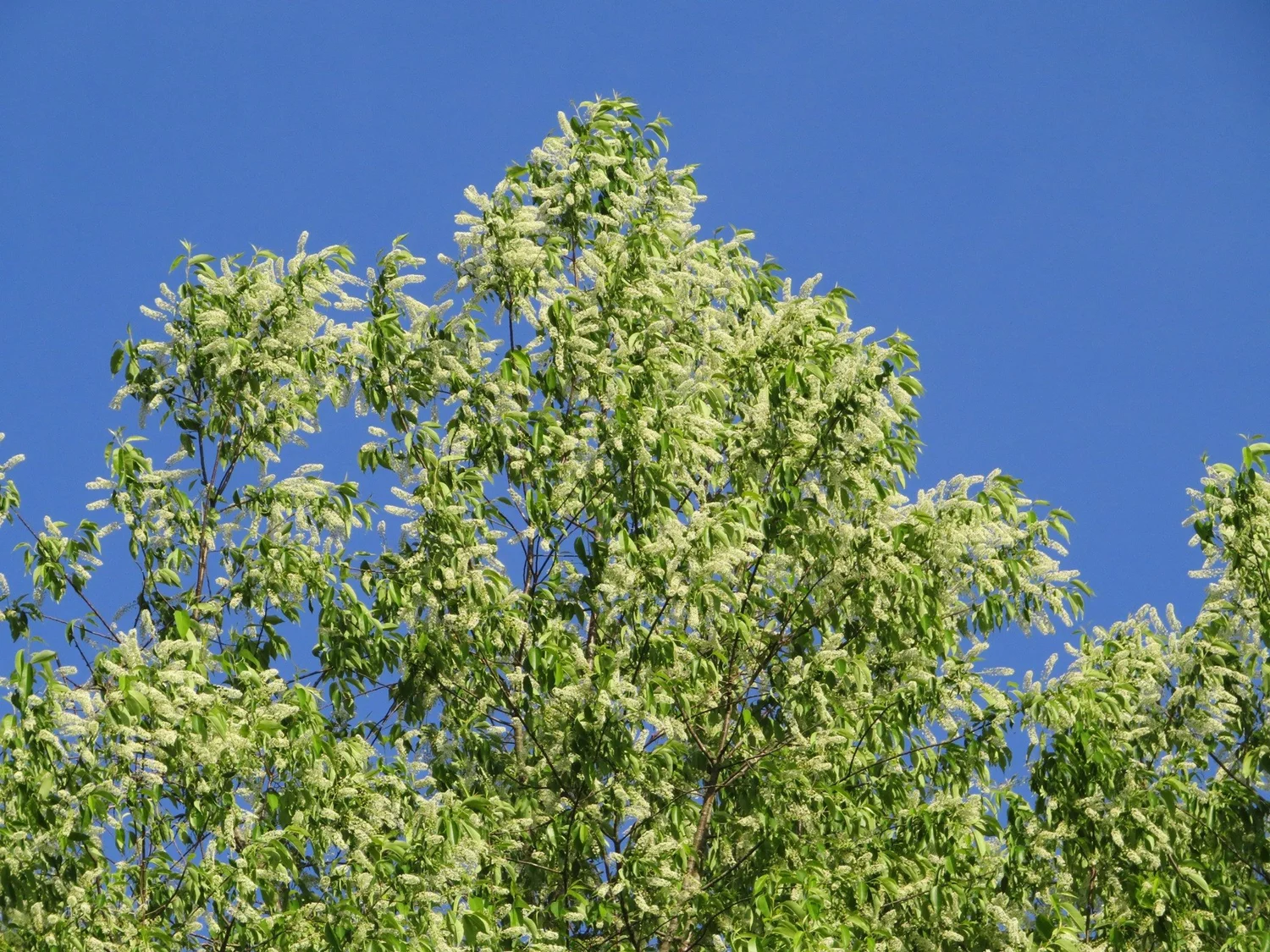 Black Cherry - not merely a "Pioneer Tree" — Indigenous Landscapes
