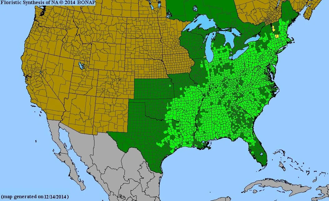 Learn about Black Gum - (Nyssa sylvatica — Indigenous Landscapes