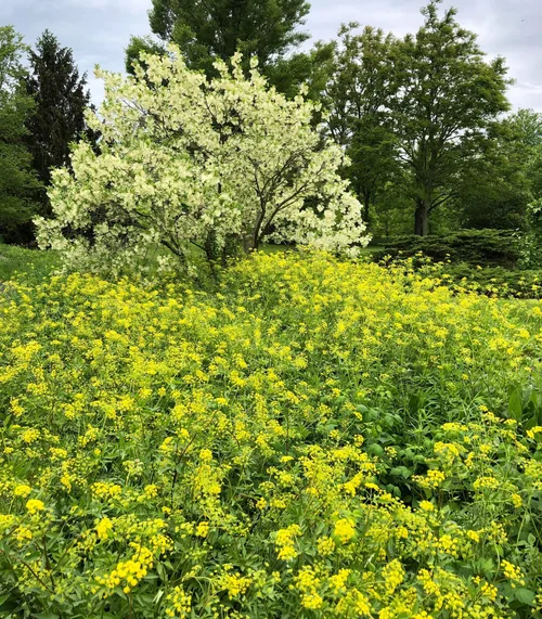 Learn About Golden Alexander and Heart-leaf Alexander — Indigenous ...