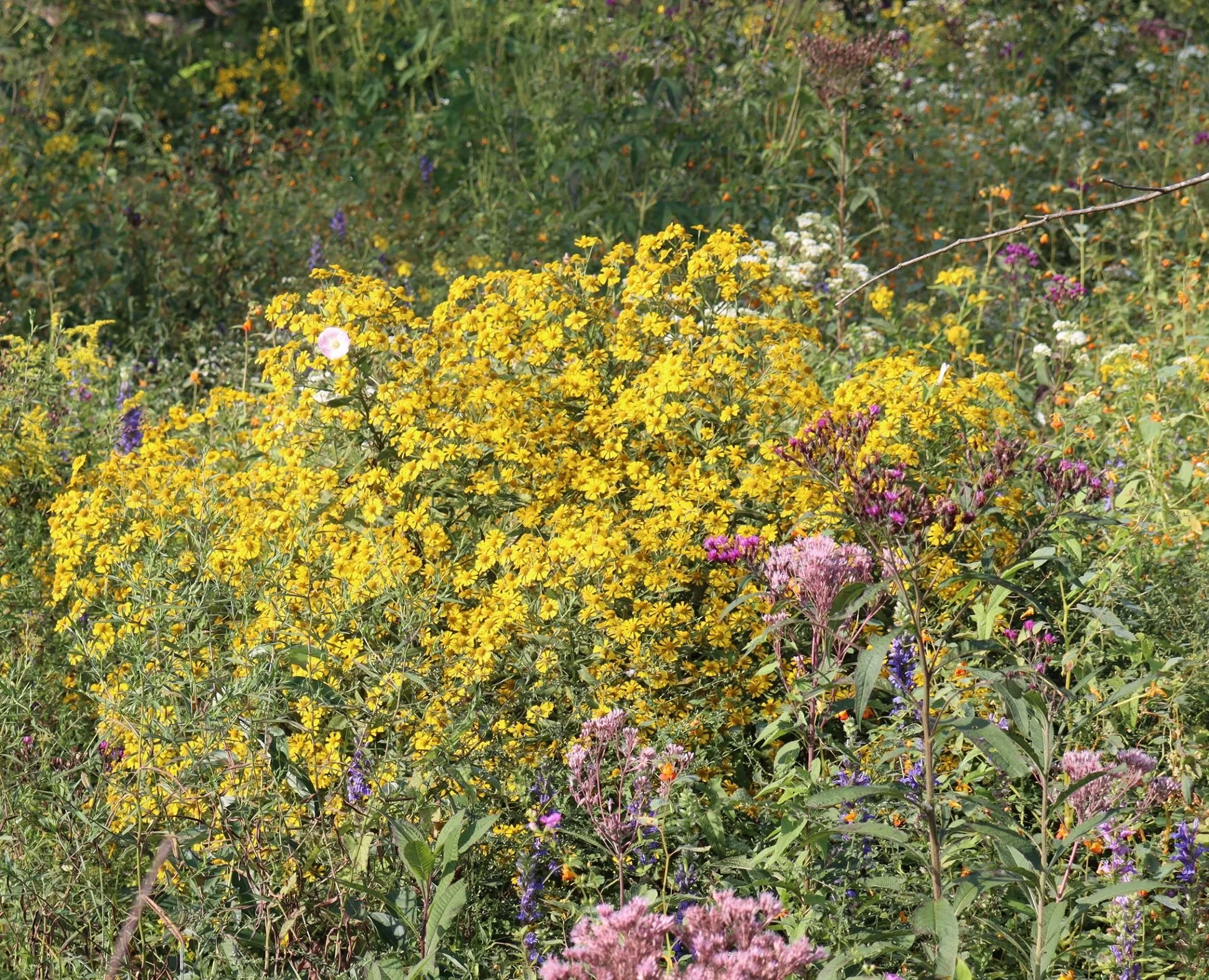 Indigenous Landscapes