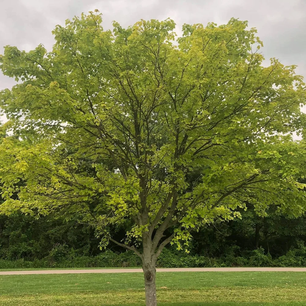 Using Soil PH as a guide for Native Tree Selection — Indigenous Landscapes