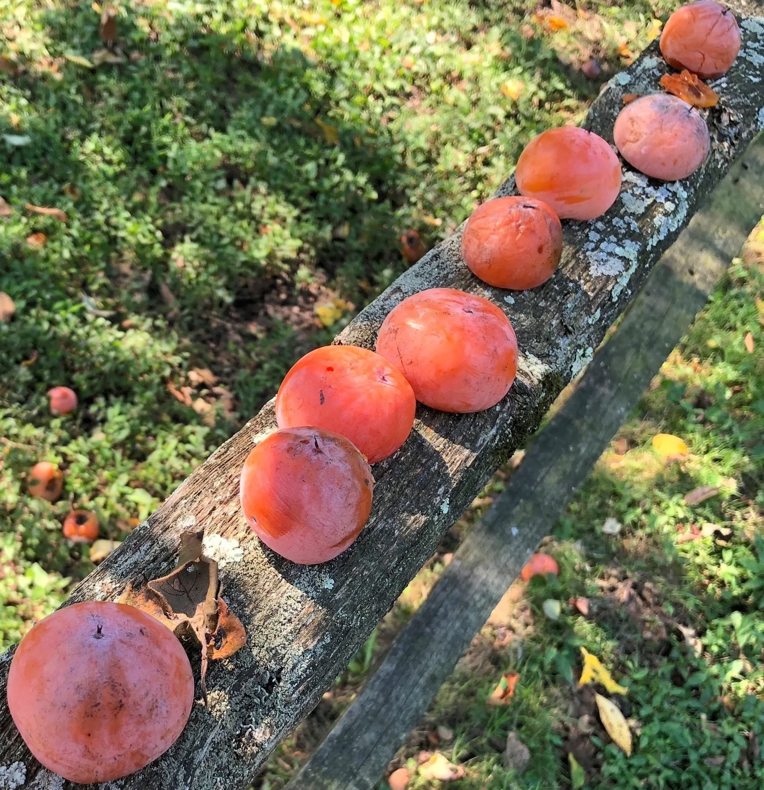 The Ripening Myth About Native Persimmons — Indigenous Landscapes