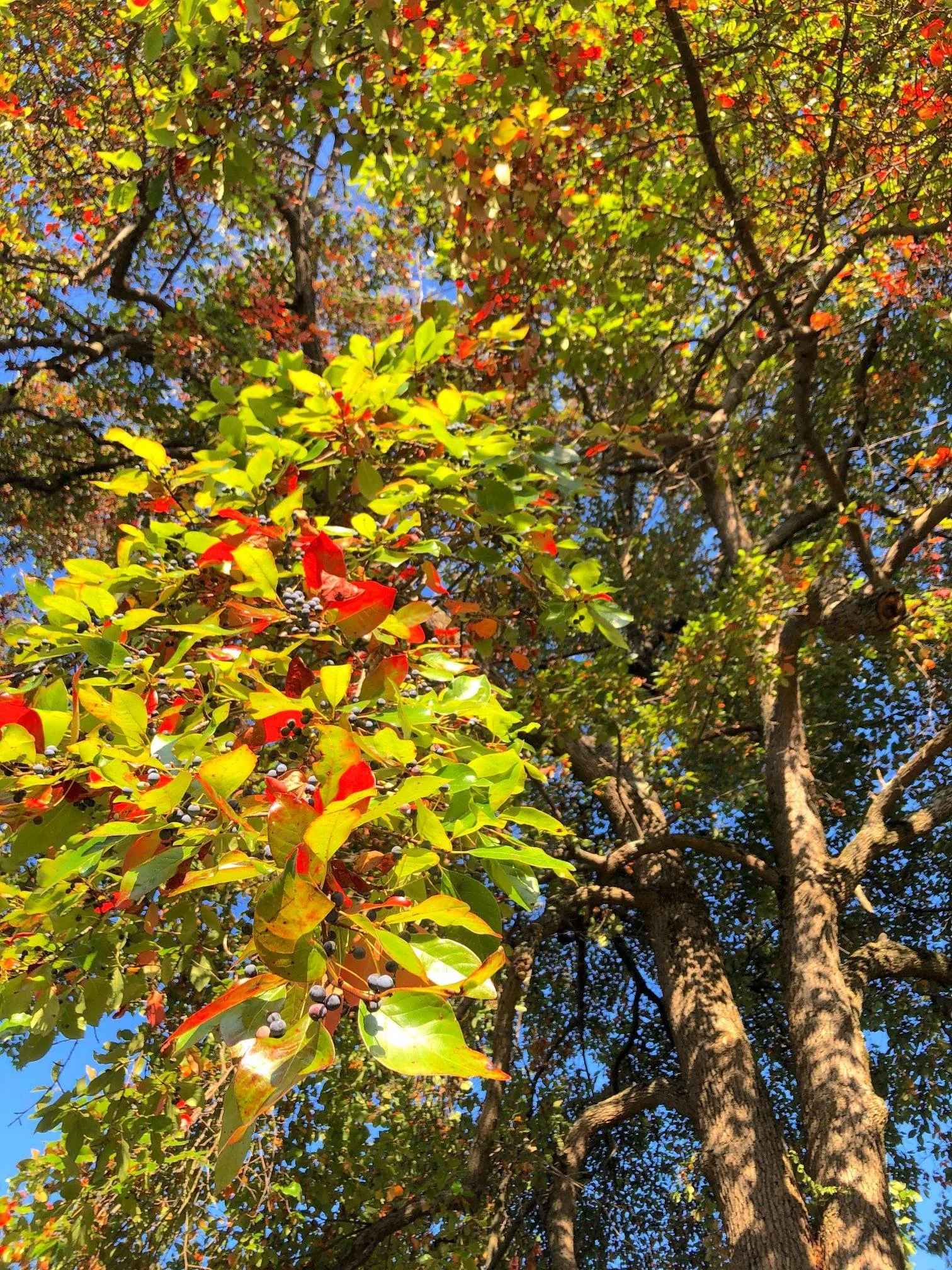 Learn about Black Gum - (Nyssa sylvatica — Indigenous Landscapes