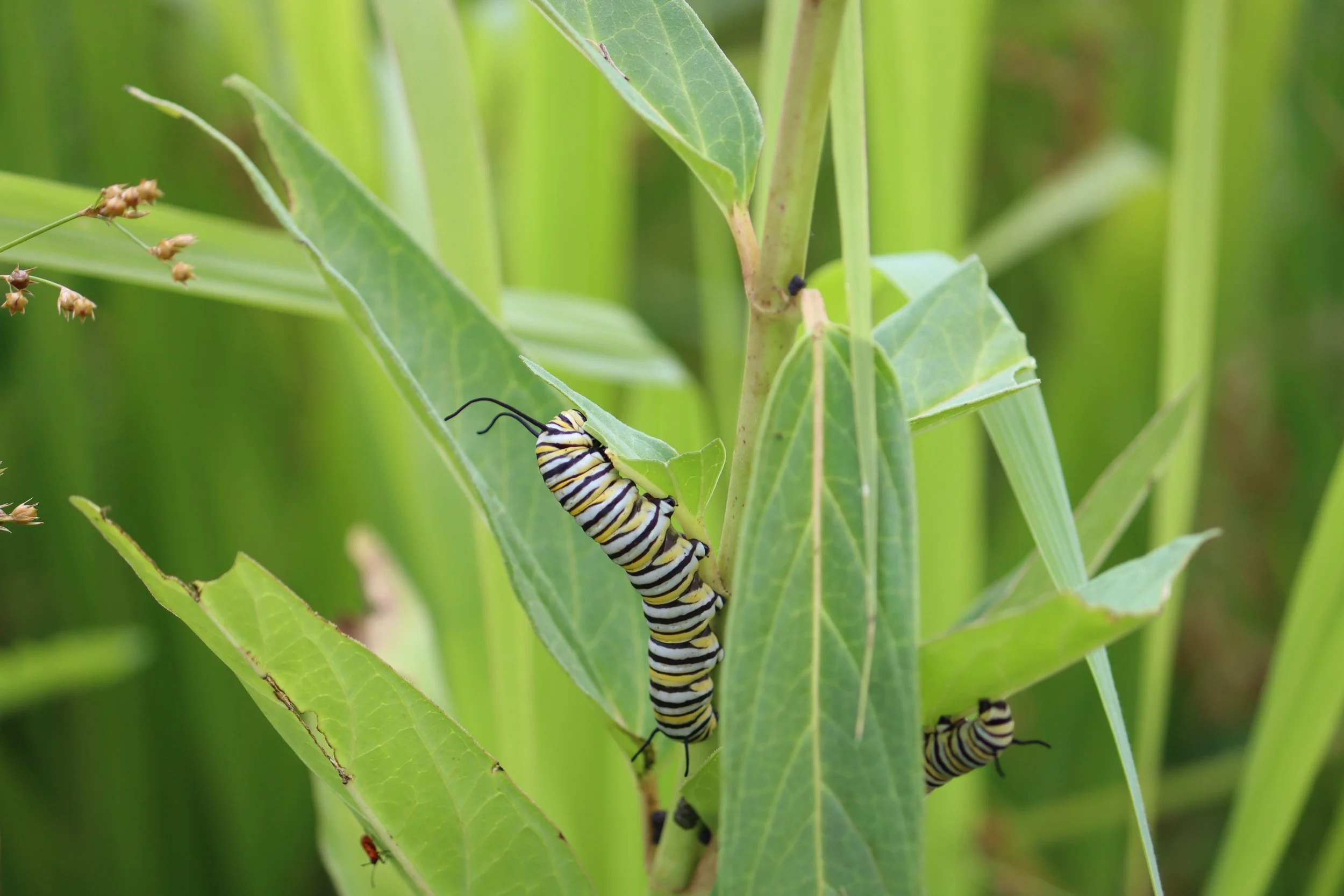 About Our Native Seed Mixes — Indigenous Landscapes