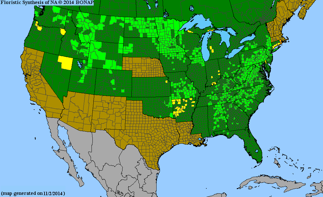 Learn About Golden Alexander and Heart-leaf Alexander — Indigenous ...