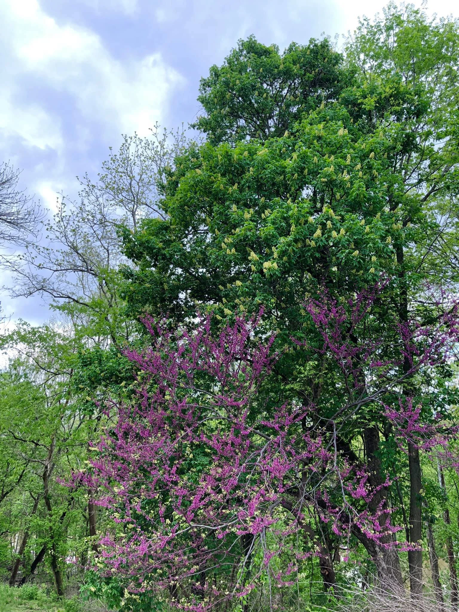 The traits and values of Ohio Buckeye and Yellow Buckeye — Indigenous ...
