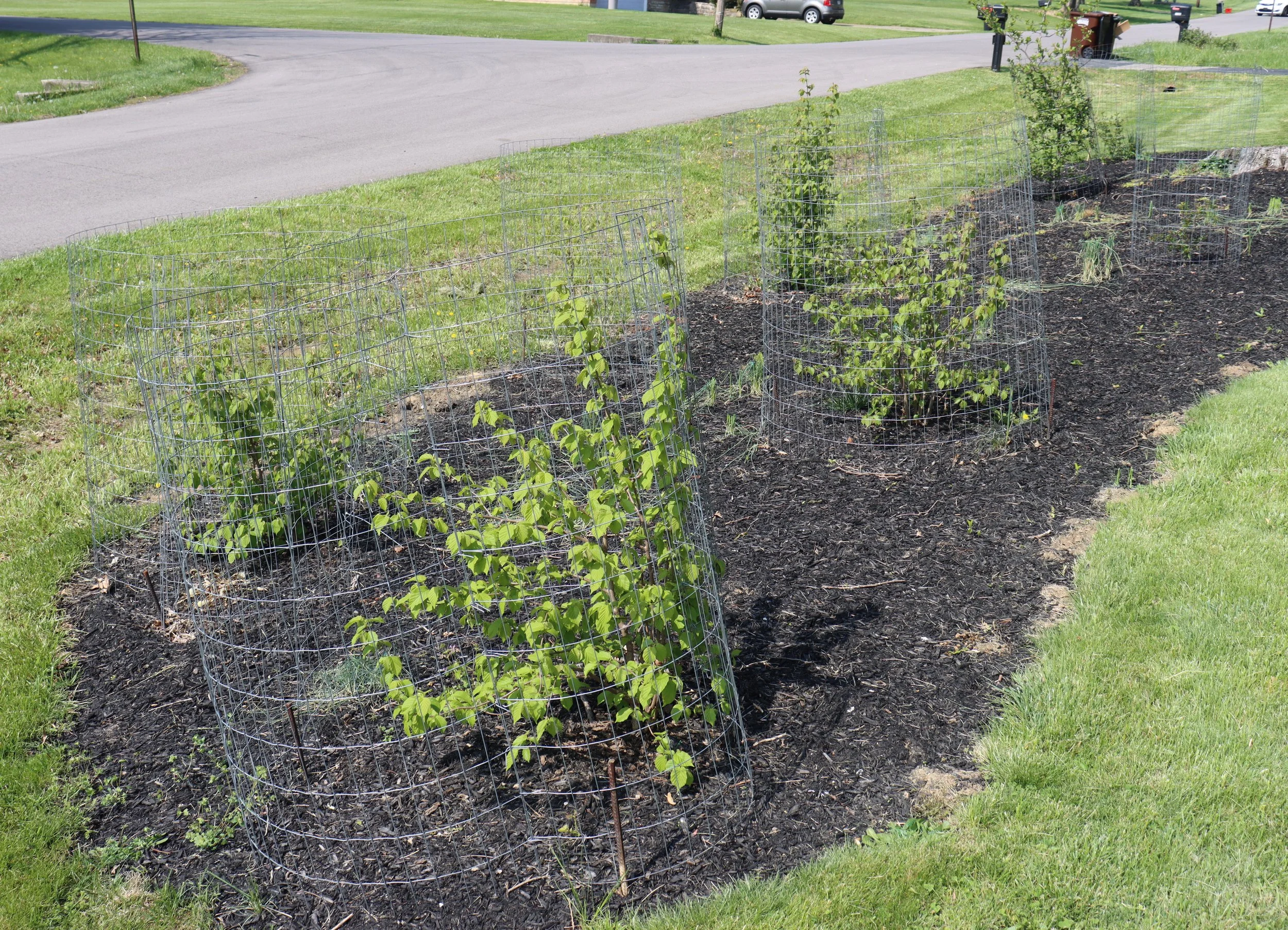 Protecting and Establishing Native Trees, Shrubs, and Thicket Species ...