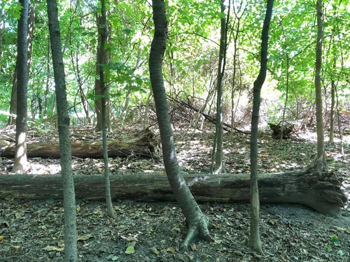 Black Cherry - not merely a "Pioneer Tree" — Indigenous Landscapes