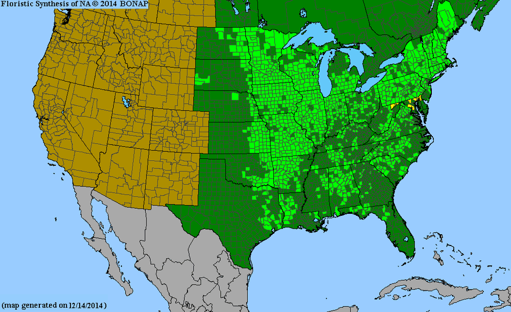Learn About Golden Alexander and Heart-leaf Alexander — Indigenous ...