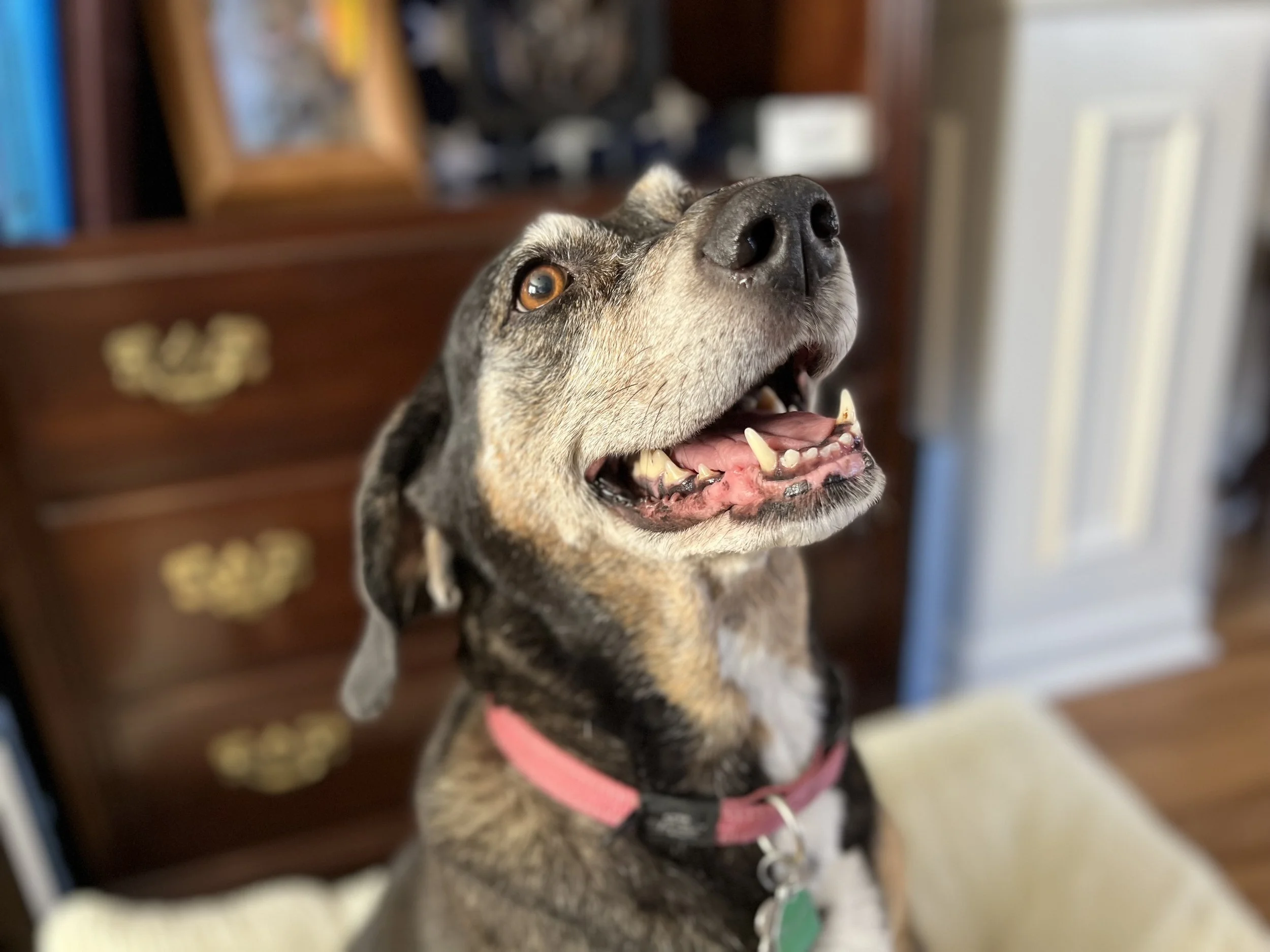 PETSILVER WELLNESS
