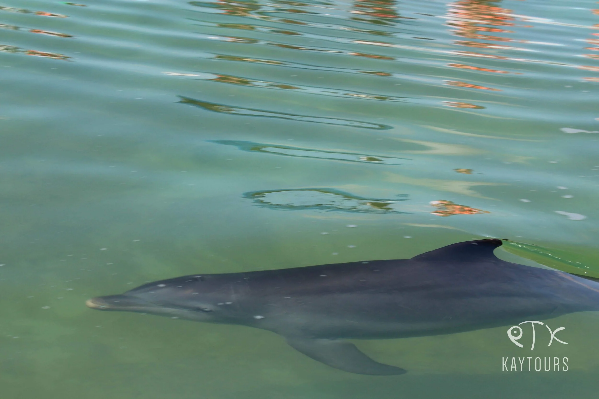 Discover Amazing Animals in Playa del Carmen & the Riviera Maya — Tofu ...