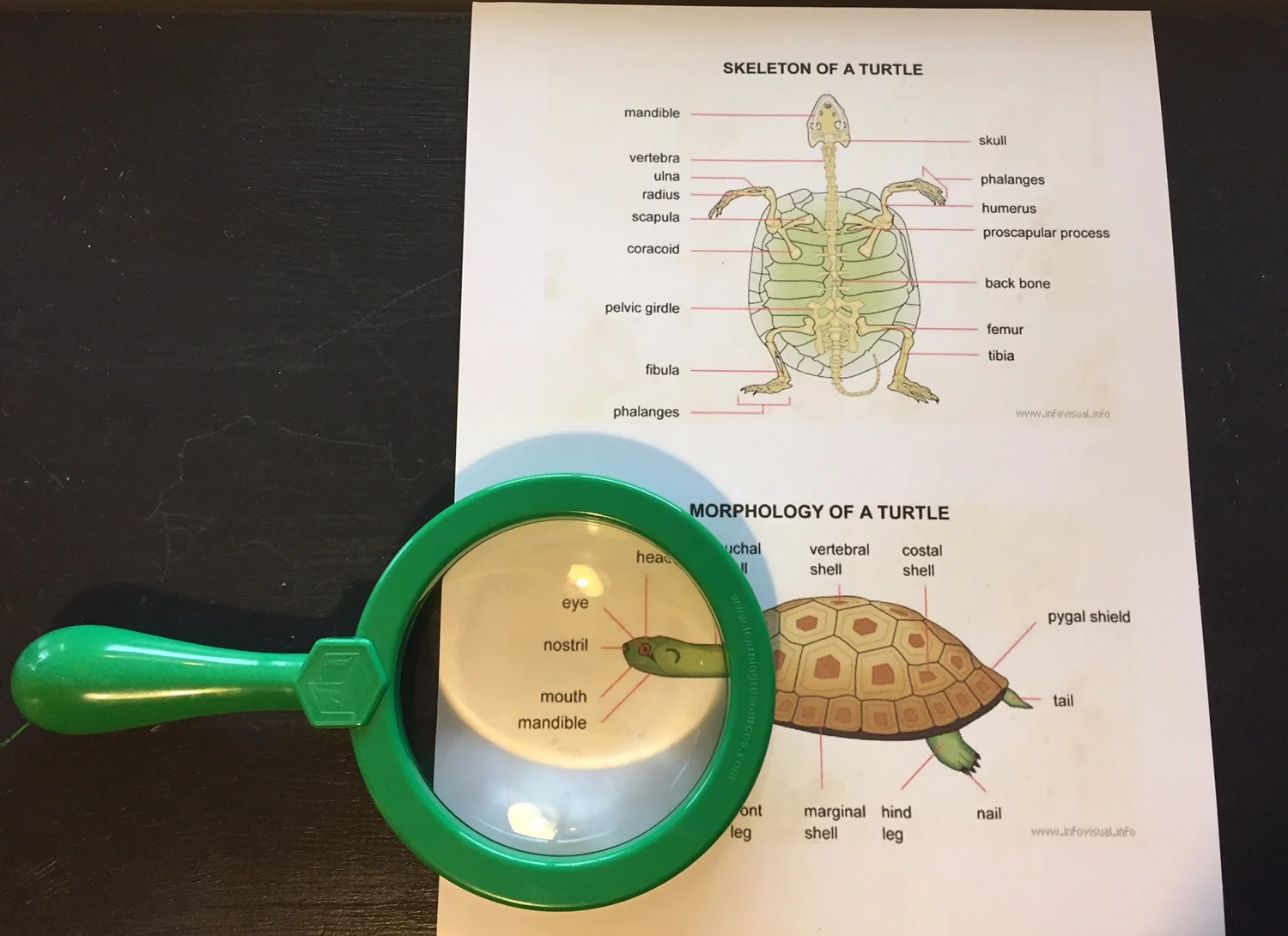 AAC Vocabulary in Nature Learning: Turtles — Kim Rankin
