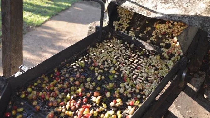 Processing — Clarity Coffee