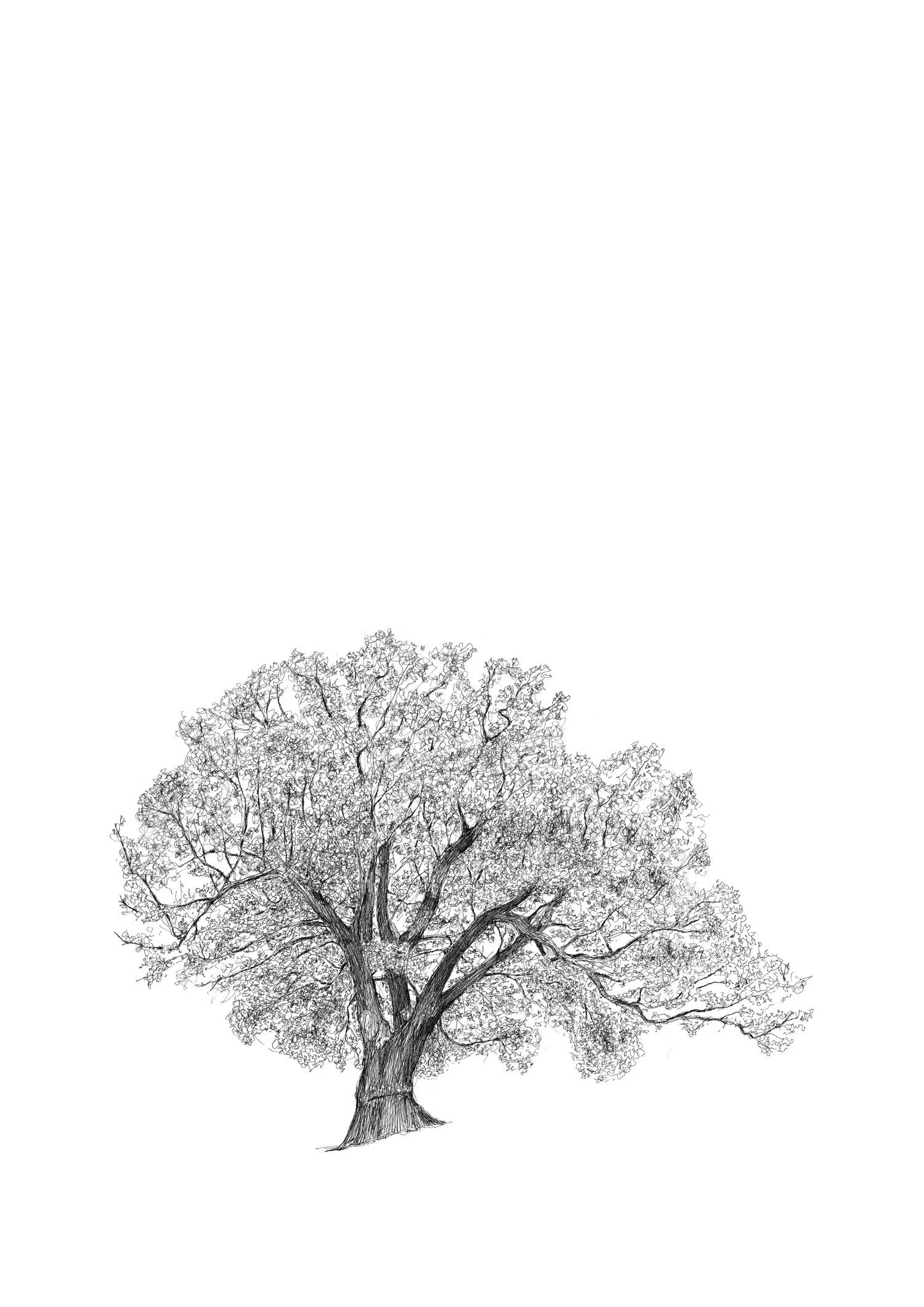 Cork Tree Sketch