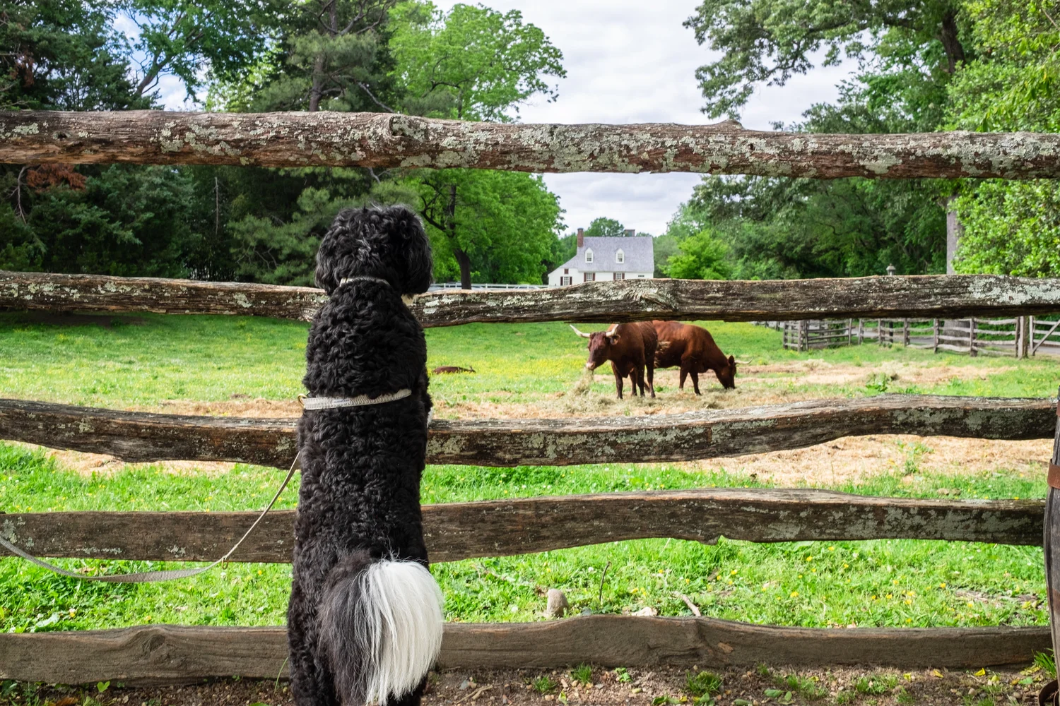 Our Dog-Friendly Guide to Williamsburg, Virginia — Traveling Newlyweds