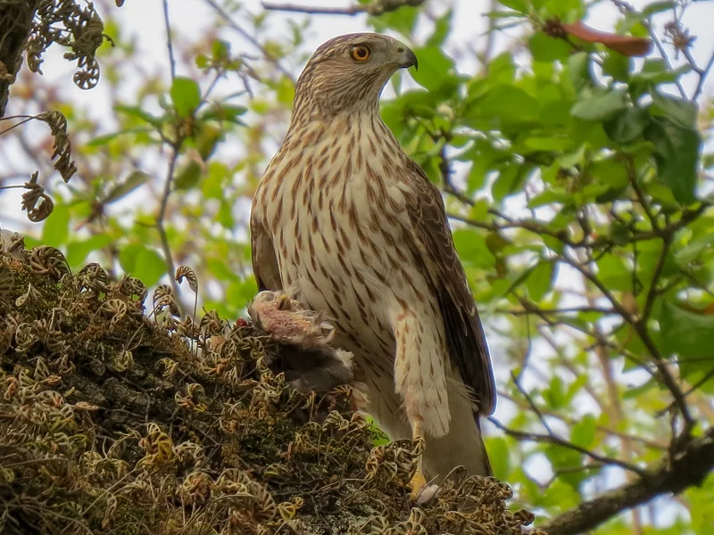 Creature Feature: Cooper’s Hawk — Woodland Heights