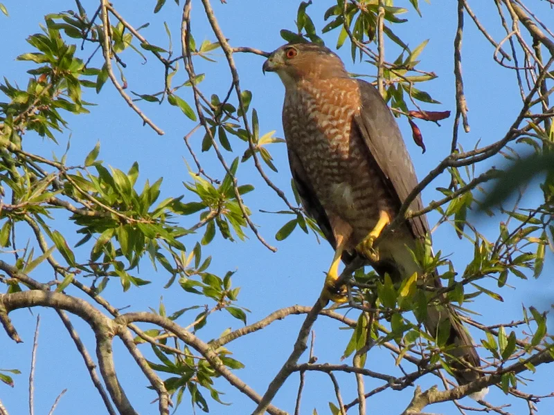 Creature Feature: Cooper’s Hawk — Woodland Heights