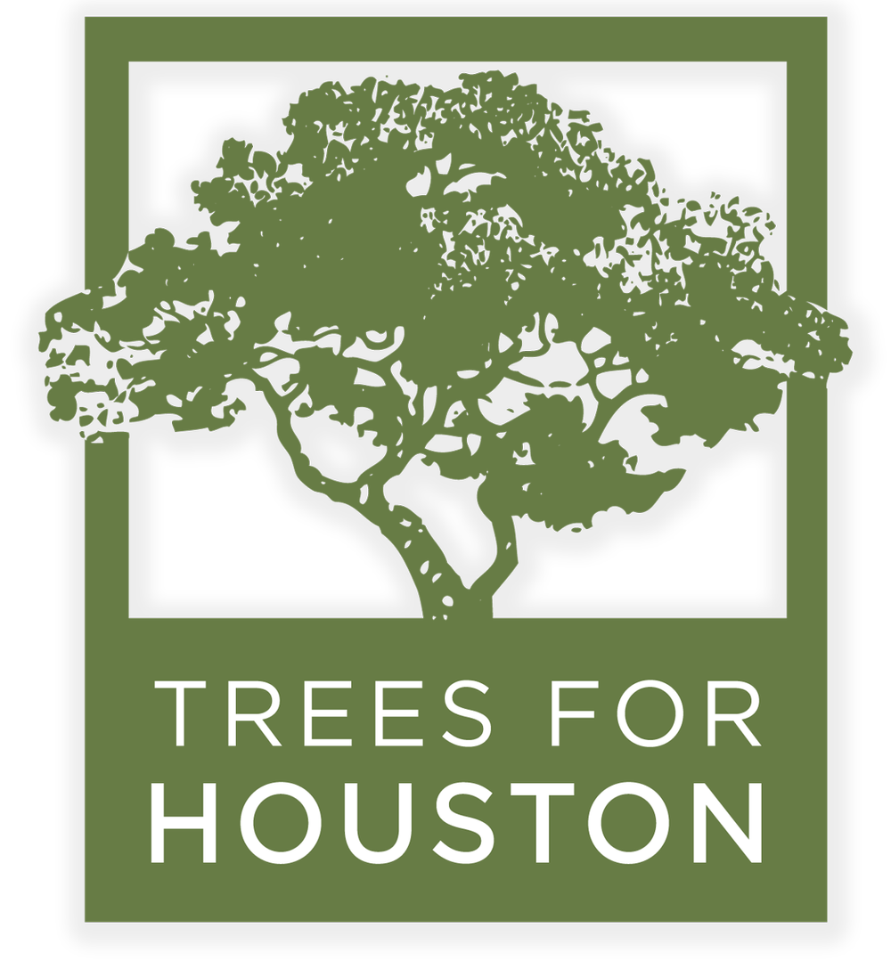 Curbside Tree Project with Trees for Houston — Woodland Heights