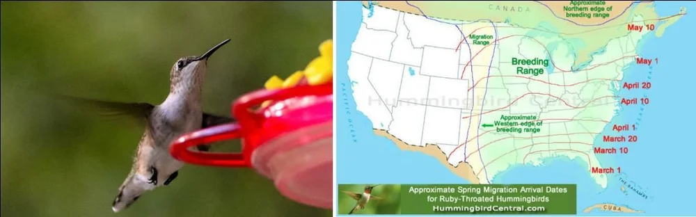 Creature Feature - Hummers Are Coming! — Woodland Heights