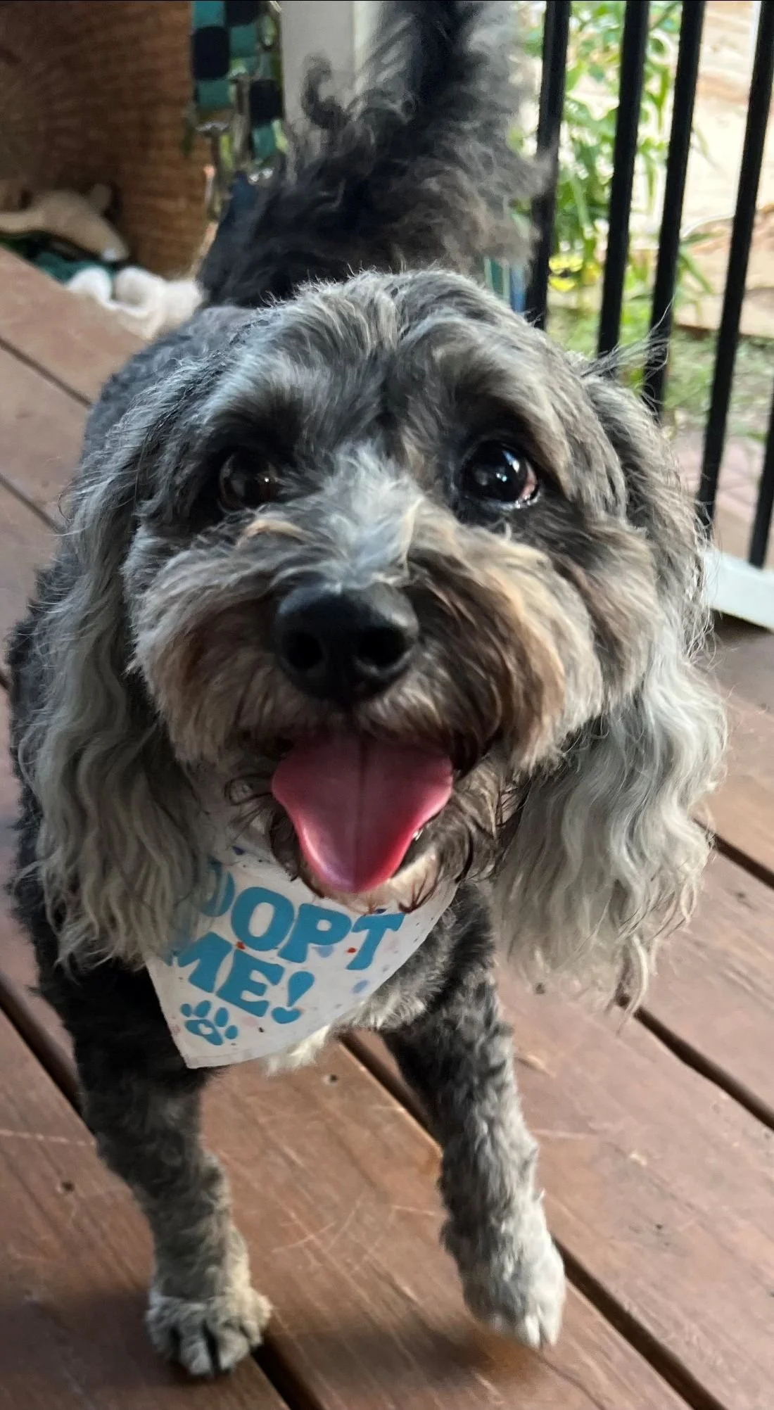 Paws Up - Meet Angus & Pantera — Woodland Heights