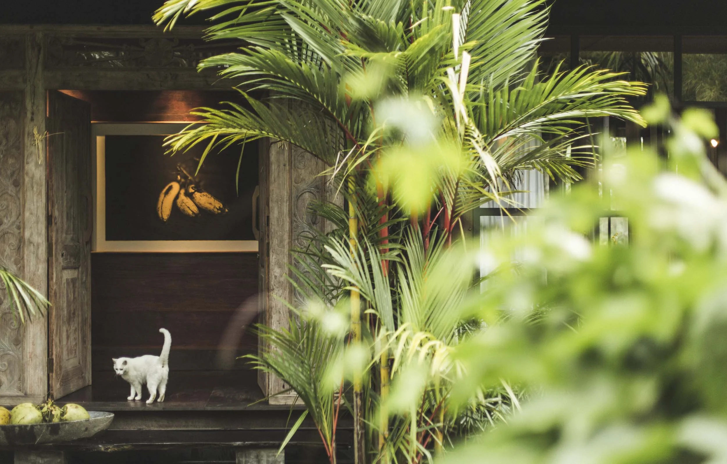 Sebun Kedis Home — Studio Jencquel