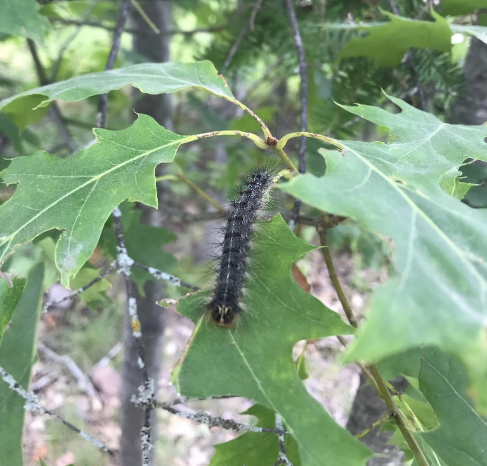 How to Protect Yard Trees from Spongy Moth Caterpillars/Calendar ...