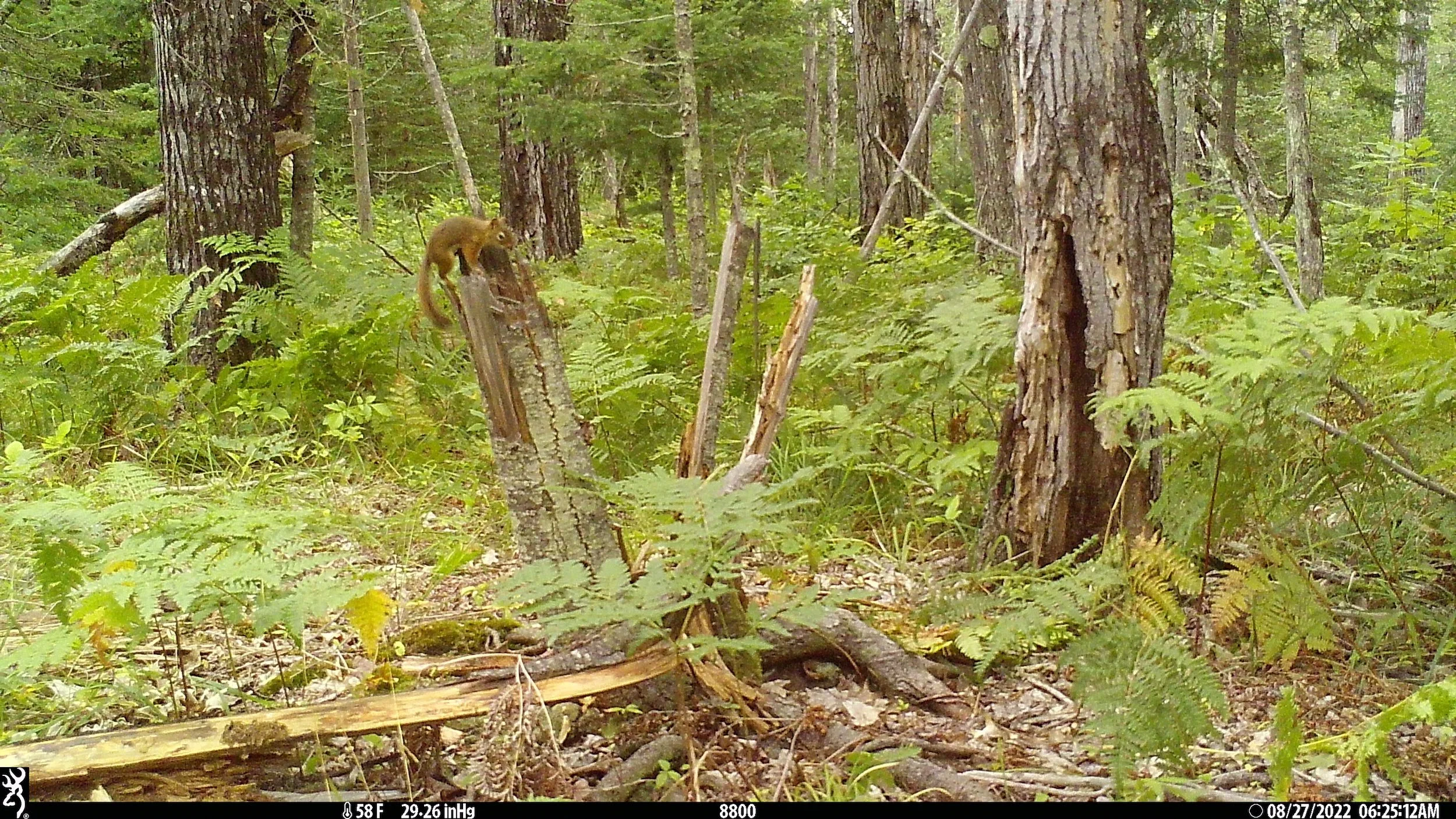 Wild Madeline Project Update: Red Squirrel/Latest News/Madeline Island ...